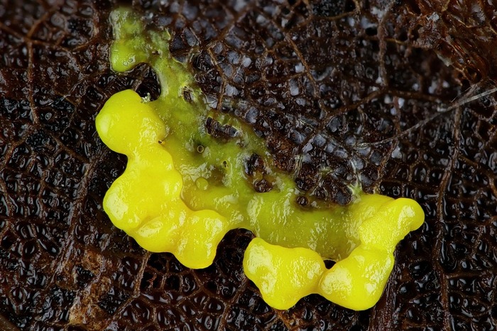 Slime molds