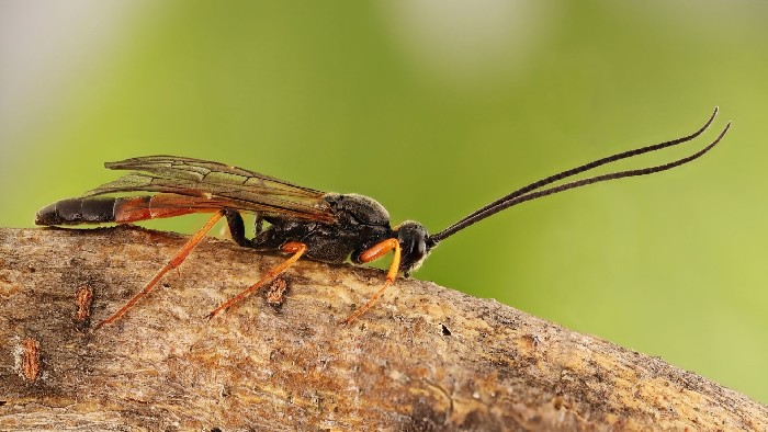 Alomyinae