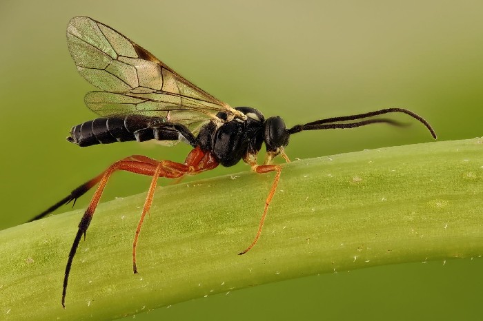 Syrphoctonus