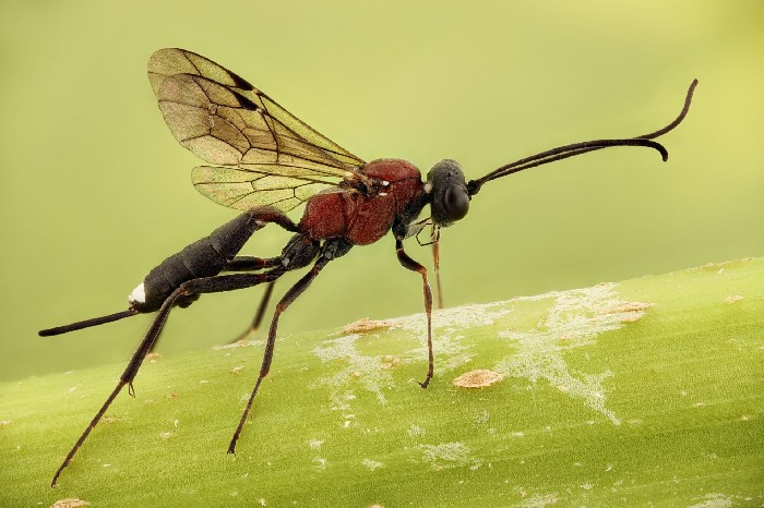 Hoplocryptus