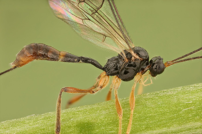 Orthocentrinae unidentified