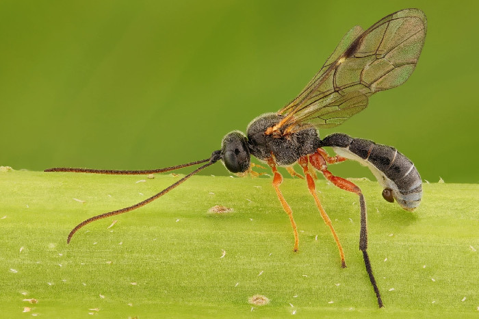 Smicroplectrus