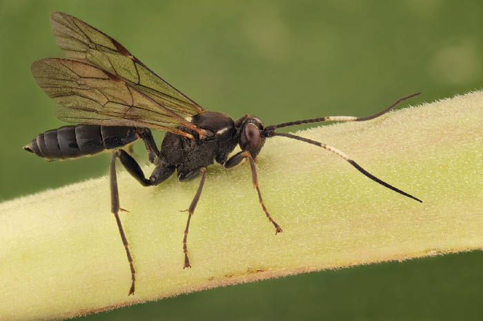 Hepiopelmus