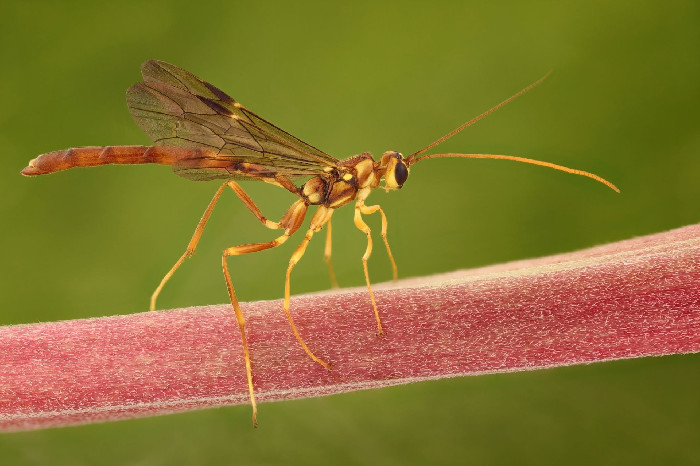 Rhyssinae