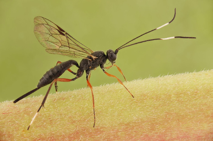 Schreineria