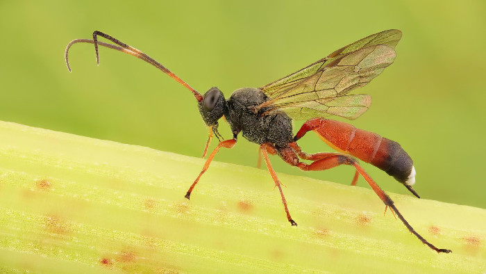 Pseudoplatylabus