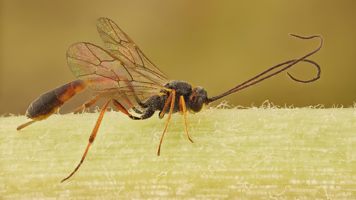 Agrypon :: Ichneumonidae