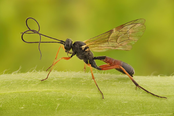 Ctenopelmatinae unidentified