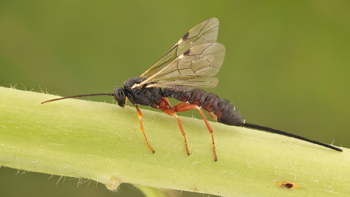 Exeristes