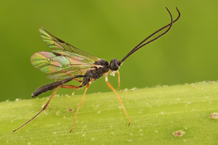 Enclisis :: Ichneumonidae