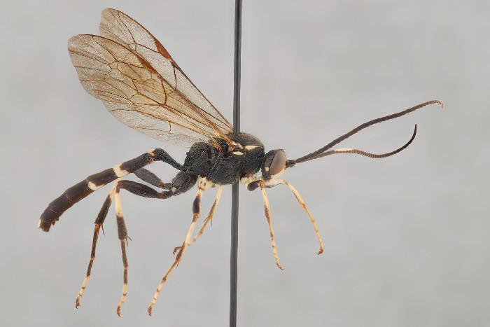 Achaius