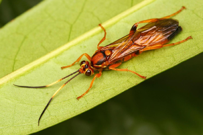 Lymantrichneumon