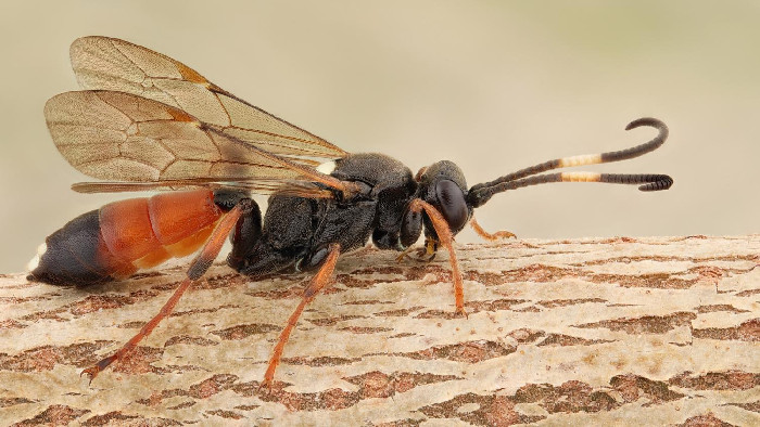 Ichneumon