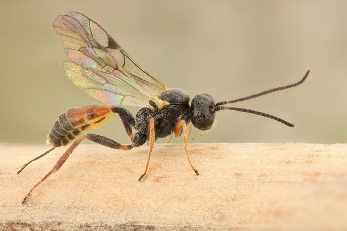 Orthopelmatinae :: Ichneumonidae