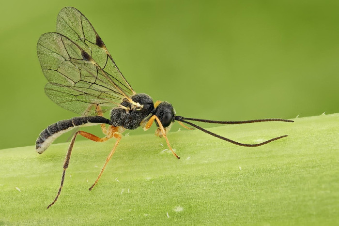 Ichneumonidae unidentified