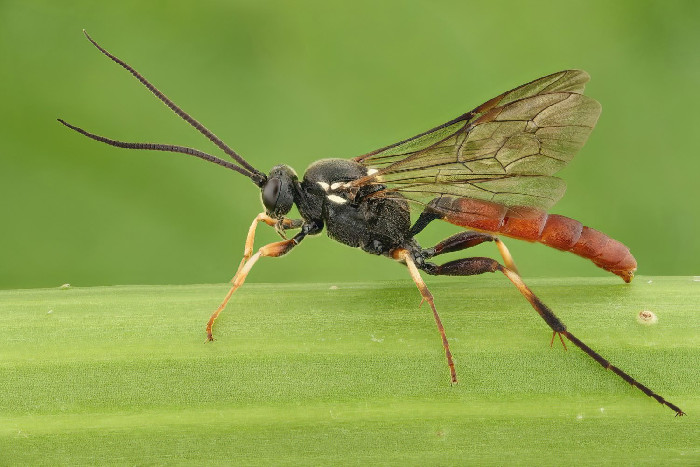 Ctenichneumon