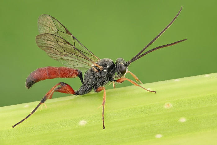 Stenobarichneumon