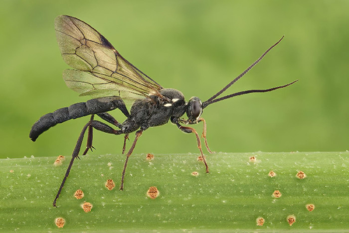 Ichneumonidae