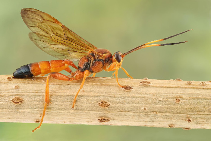 Lymantrichneumon