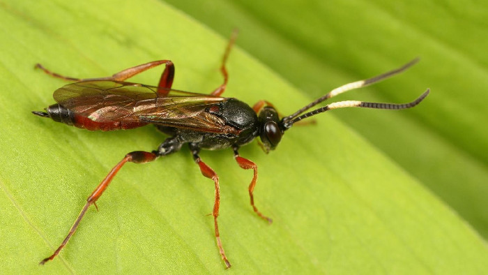 Aoplus